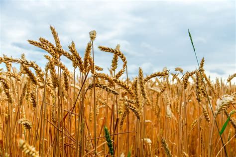 밀가루 가격 또 오르나” 호주 밀 수출 감소 전망