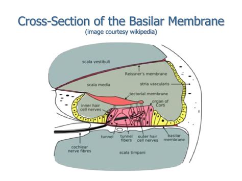 Basilar Membrane Function Example At Ada Michalski Blog