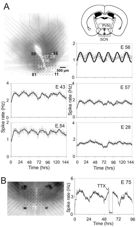Representative Circadian Rhythms Of Multiunit Activity Recorded From Download Scientific