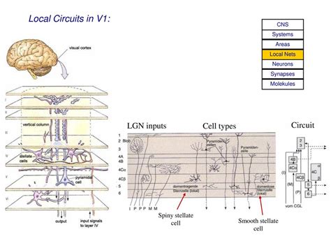 Basics Of Computational Neuroscience Ppt Download