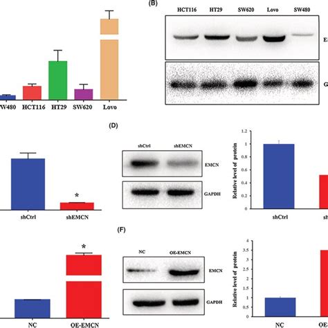 Construction Of Emcn Overexpression And Interference Cell Lines A Download Scientific