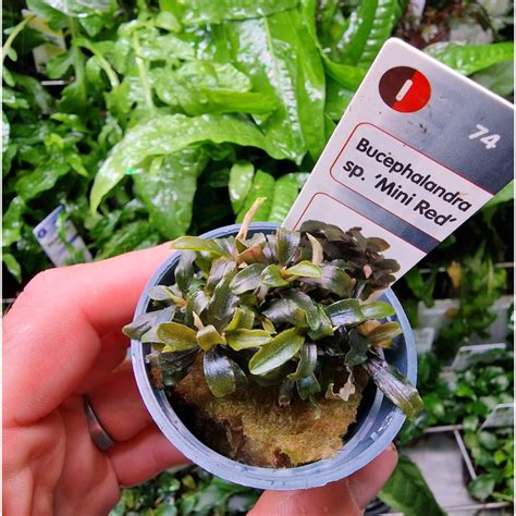 Bucephalandra Mini Red