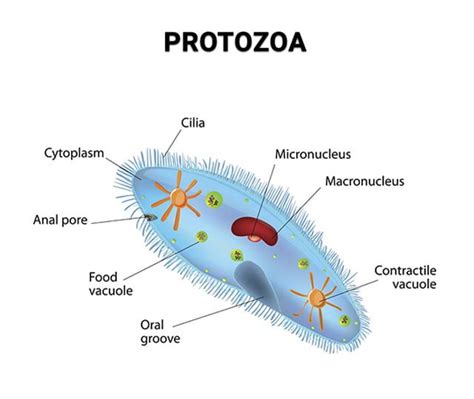 Best 13 What Is A Paramecium Classification Found Structure And More 2025 Artofit