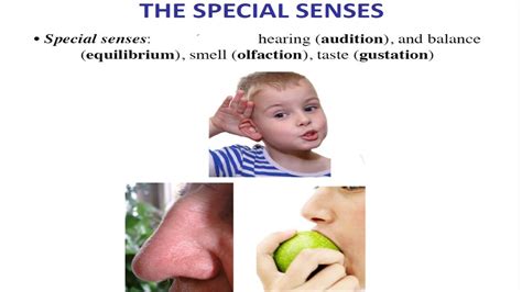 Lecture 19 Part 2 Diagram Quizlet