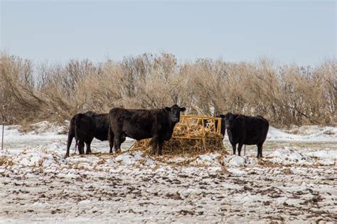 Premium Photo | Black angus cows standing around a bale feeder