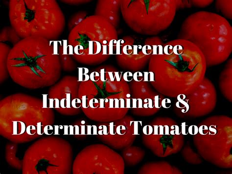 The Difference Between Indeterminate And Determinate Tomatoes From Seed To Spoon Vegetable