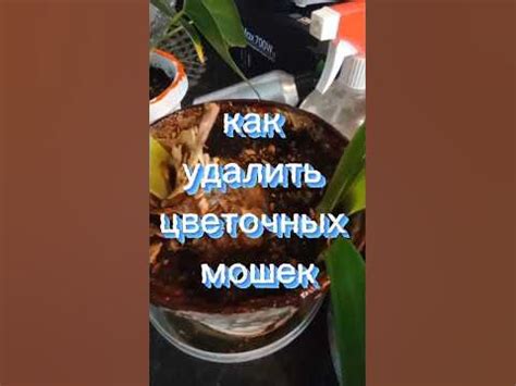 Как удалить цветочных мошек, убрать цветочных мошек, мошки, как сделать ...