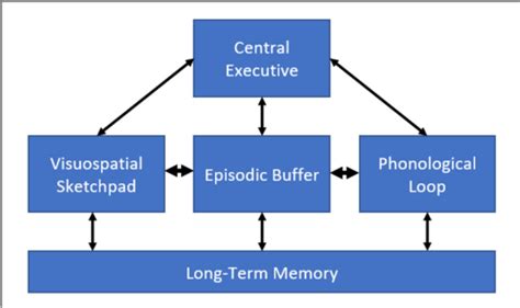 lecture 1 working memory theories and models flashcards quizlet