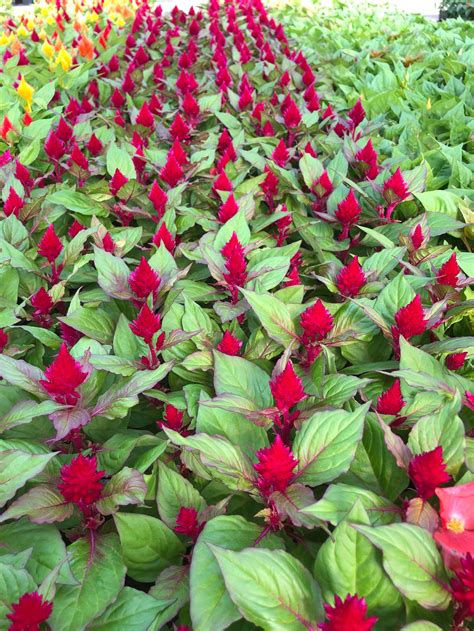 Celosia Flat 36 Flowers — Wagenmaker Greenhouses