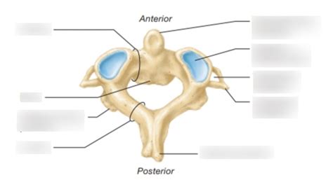 Axis Diagram Quizlet