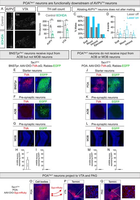 A Neural Circuit For Male Sexual Behavior And Reward Cell