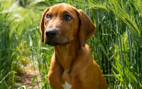 Rhodesian Ridgeback Mixes 19 Ridged Rover Mixes