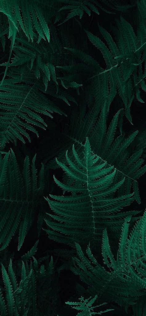 Dark Green Iphone Wallpapers Top Free Dark Green Iphone Backgrounds