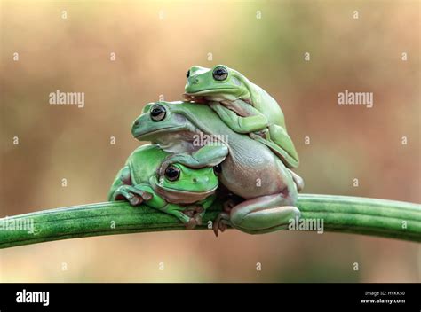 Funny Looking Frogs