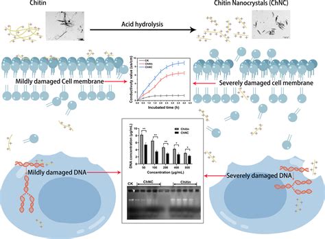 Comparing The Antibacterial Activity Of Chitin Nanocrystals With Chitin Exploring The