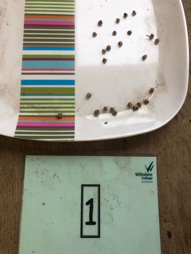 Seeds Flashcards Quizlet