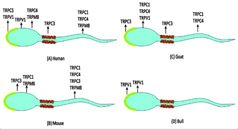 Photomicrograph Depicting The Functional Localization Of Various Types Download Scientific