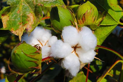 Más De 80 000 Imágenes Gratis De Brown Cotton Y Naturaleza Pixabay