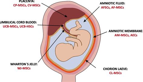 The Different Sources Of Multipotent Fetal Stem Cells Afscs Download Scientific Diagram
