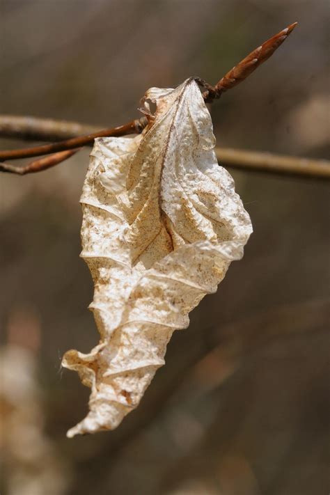 Autumn Leaf Beech Wilted Free Photo On Pixabay