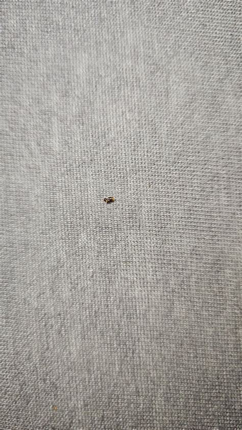Found This Bug Shell In My Bed Rbugidentification Found This Bug Shell In My Bed Rbugidentification