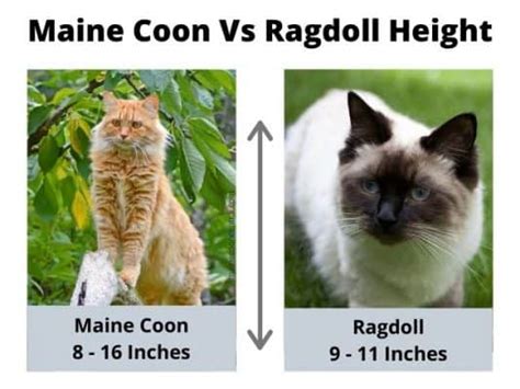 Ragdoll Cat Size Chart