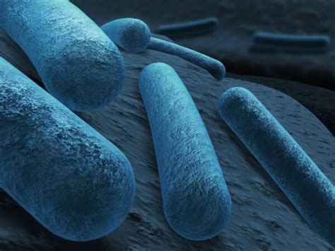 Diphtheria Toxoid Frozen The Native Antigen Company