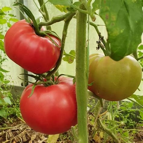 Biysk Rozan Tomato 26817039411626