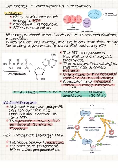 Summary Core Concepts Nucleic Acids Core Concepts Stuvia Uk