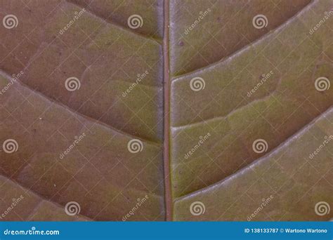 Leaf Texture Patern Board Background Stock Image Image Of Close Surface 138133787