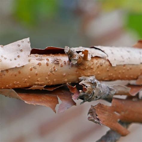 Shrub Hydrangea Quercifolia Oakleaf Hydrangea