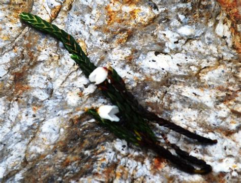 Cassiope Fastigiata Eflora Of India
