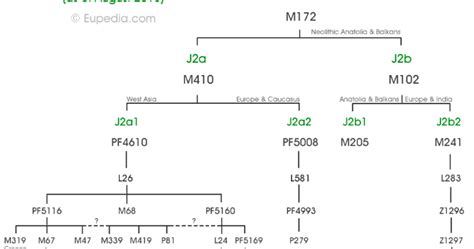 j2a4h2 y haplogroup j l25 dna j f761 phylogenetic tree of haplogroup j2
