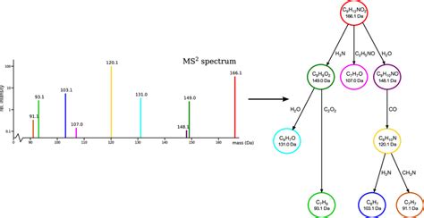 Fragmentation Tree Of Phenylalanine Computed From Tandem Ms Data Download Scientific Diagram