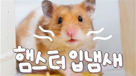 햄스터 입에서 음쓰 냄새가 나는 이유 햄스터 입냄새 [햄스터 정보] Youtube