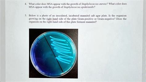Solved 4 What Color Does Msa Appear With The Growth Of Staphylococcus