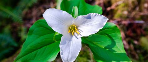 Trillium Flower Trillium Thrills At Wpc Preserves Western