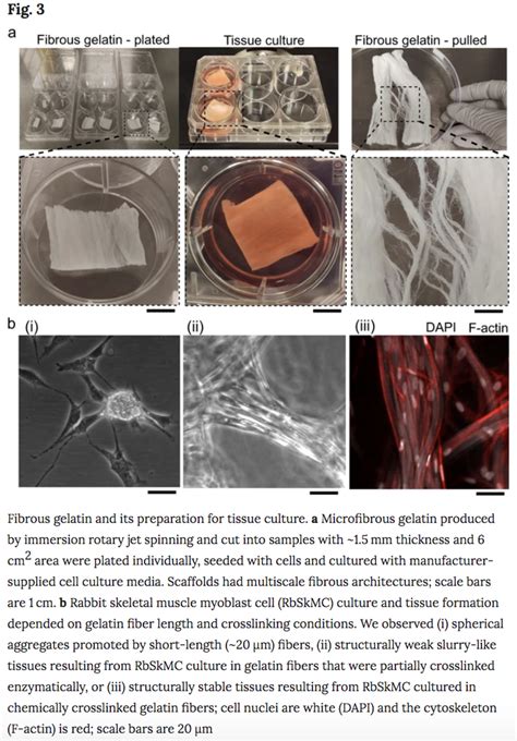 Harvard Researchers Have Created Lab Grown Edible Muscles