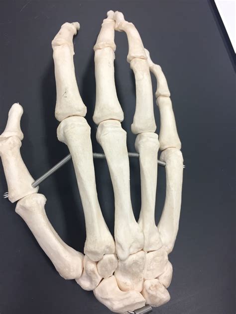 Bones Test Diagram Quizlet