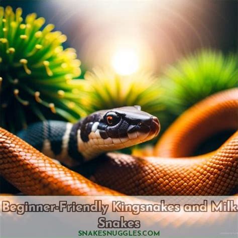 Top 5 Friendly Pet Snakes for New Reptile Owners