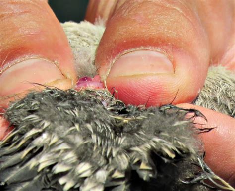 Adventures Of A Vagabond Volunteer Duck Roundup At Red Rocks Lake National Wildlife Refuge