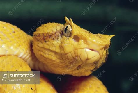 Eyelash Viper Bothriechis Schlegelii Showing Loreal Pits For Detecting Heat Rainforest Costa