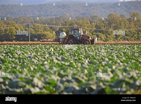 Gatton Australia May 1 2025 A Farmer Sprays His Vegetable Crop At