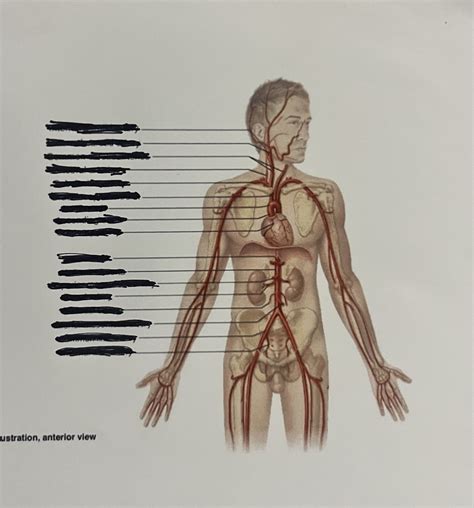 Arteries Upper Body Diagram Quizlet