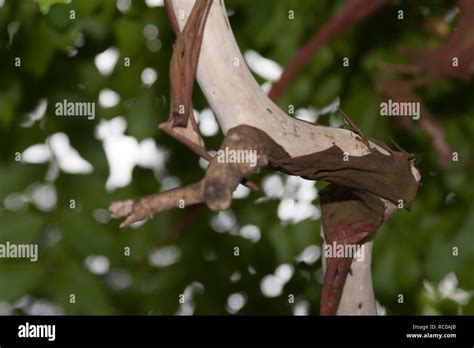 Deciduous Tree Lagerstroemia Subcostata White Trunk Peeling Bark Taiwan Its Bark Peels Off