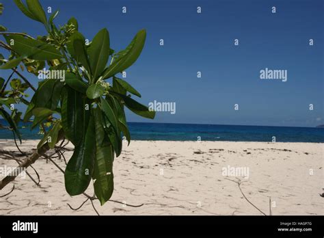 Deserted Beach In Ocean Cousin Island Seychelles Indian Ocean Stock