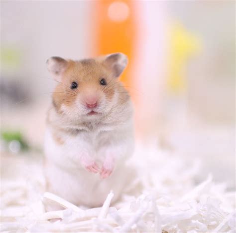 Милый хомячок фото и картинки 69 штук