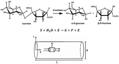 Mathematical Modeling Of Sucrose Hydrolysis With Product And Substrate