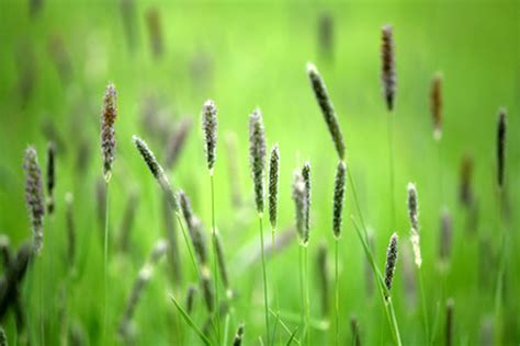 How To Spread Buffel Grass Seed
