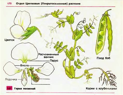 Семейство бобовых — Гипермаркет знаний